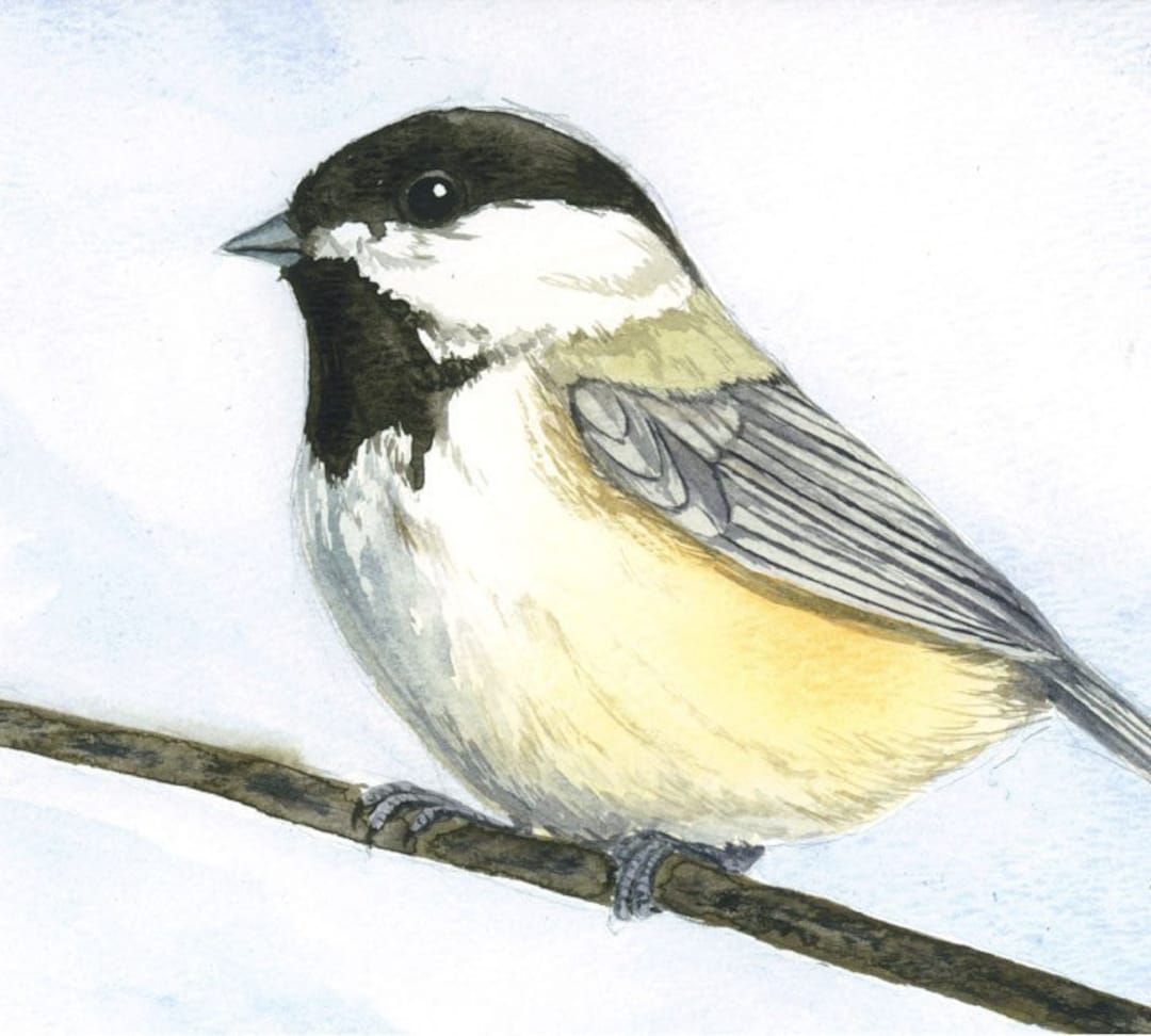Black Capped Chickadee Print - Etsy