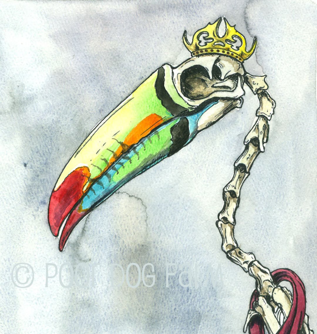Toucan Skull King - Etsy