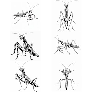 Praying Mantis SVG Bundle: 100 Insect Art Designs (digital Download) - Etsy
