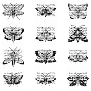 Moth SVG Bundle: 108 Insect Designs (digital Download) - Etsy