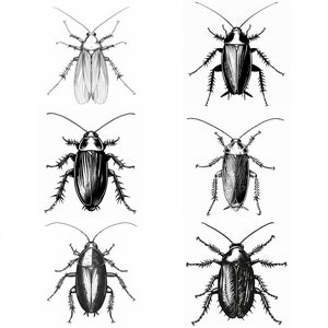 92 Cockroach SVG & PNG Designs: Insect Art Bundle (digital Download) - Etsy