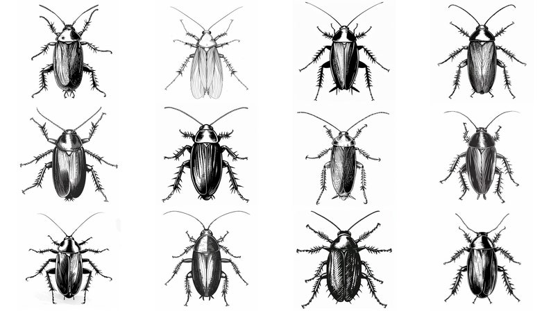92 Cockroach SVG & PNG Designs: Insect Art Bundle (digital Download) - Etsy