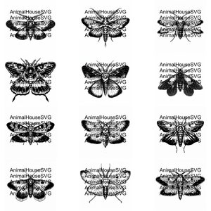 Moth SVG Bundle: 108 Insect Designs (digital Download) - Etsy