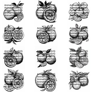 Orange SVG Pack 136 Designs. Orange SVG, Orange, Cricut SVG, Fruit ...