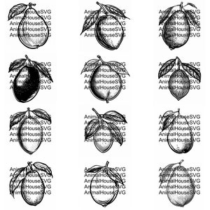 Mango SVG Pack 124 Designs. Mango SVG, Mango, Cricut SVG, Fruit ...