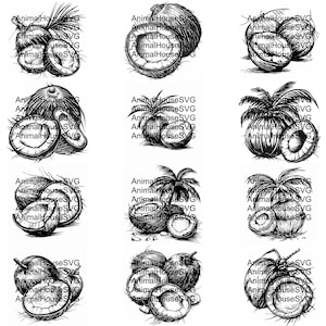 Coconut SVG Pack: 144 Fruit Designs for Cricut & Laser Cutting (digital ...