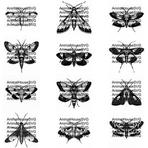 Moth SVG Bundle: 108 Insect Designs (digital Download) - Etsy