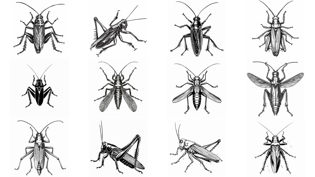 Cricket SVG Pack: 92 Unique Insect Designs (digital Download) - Etsy