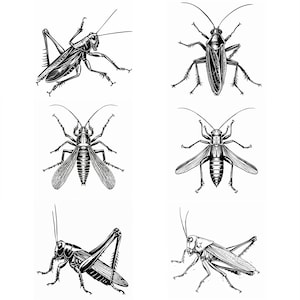 Cricket SVG Pack: 92 Unique Insect Designs (digital Download) - Etsy