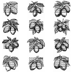 Mango SVG Pack: 124 Fruit Designs (digital Download) - Etsy