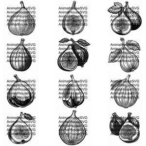 Fig SVG Pack 96 Designs. Fig SVG, Fig, Cricut SVG, Fruit, Lasercut Svg ...
