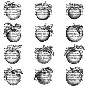 Orange SVG Pack 136 Designs. Orange SVG, Orange, Cricut SVG, Fruit ...