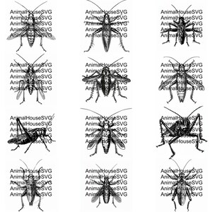 Cricket SVG Pack: 92 Unique Insect Designs (digital Download) - Etsy