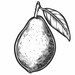 Mango SVG Pack: 124 Fruit Designs (digital Download) - Etsy