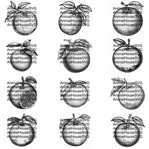 Orange SVG Pack 136 Designs. Orange SVG, Orange, Cricut SVG, Fruit ...