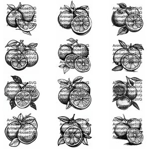 Orange SVG Pack 136 Designs. Orange SVG, Orange, Cricut SVG, Fruit ...