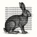European Hare SVG Bundle – 30 Laser Cut Files | CNC, Cricut, Glowforge ...
