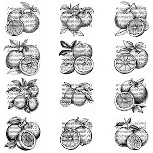 Orange SVG Pack 136 Designs. Orange SVG, Orange, Cricut SVG, Fruit ...