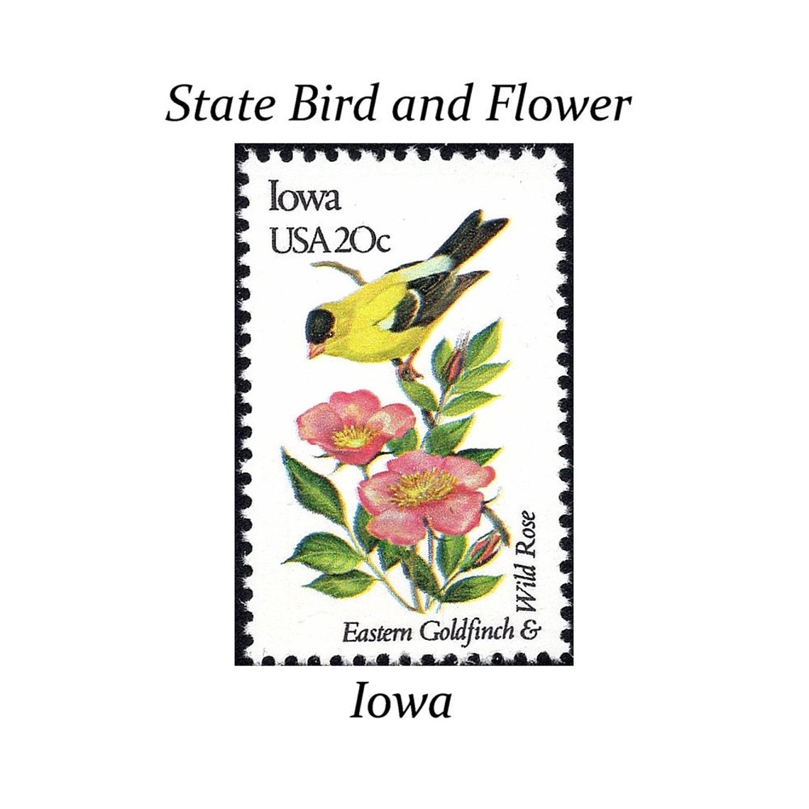 Five 20c IOWA State Bird and Flower Stamps Vintage Unused US | Etsy