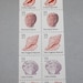 22c Seashell Stamps .. Vintage Unused US Postage Stamps .. Pack of 20 ...