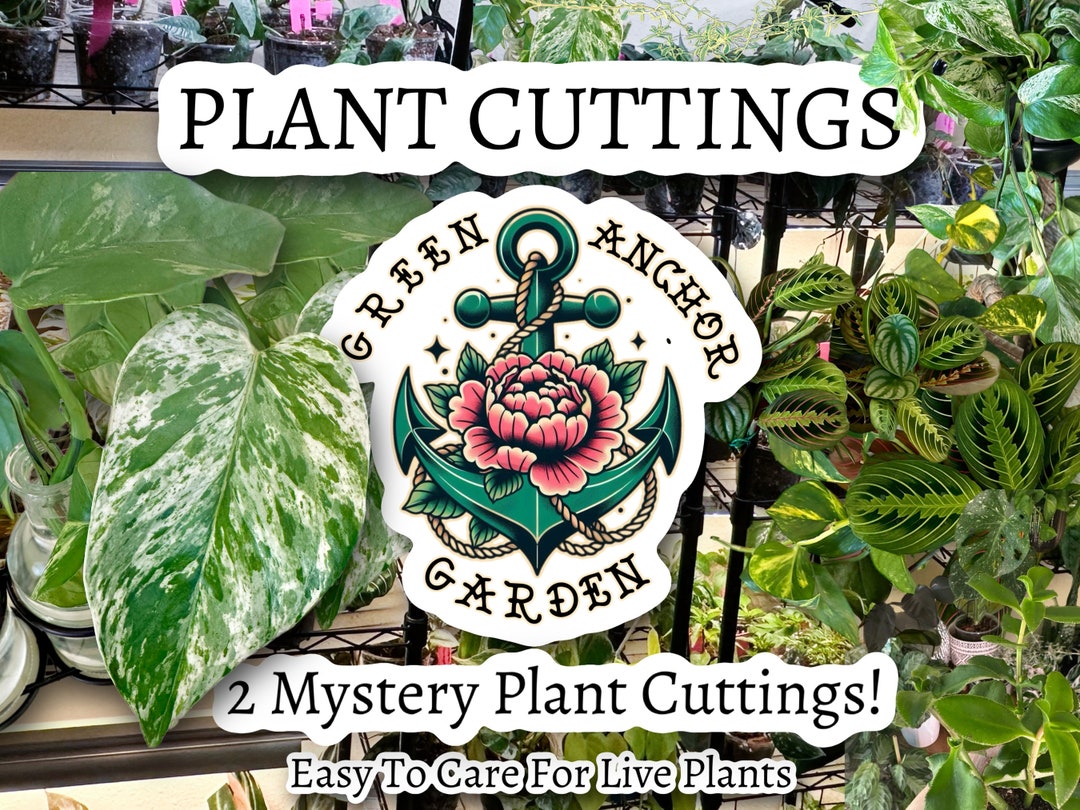 SURPRISE Plant Box / 2 Mystery Plant Cuttings / Growers Choice / Plant ...