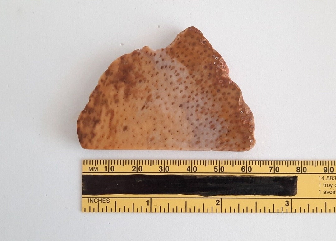 Petrified Palm Root Agate Stone Rock Specimen, Polished Both Sides, 2 3 ...