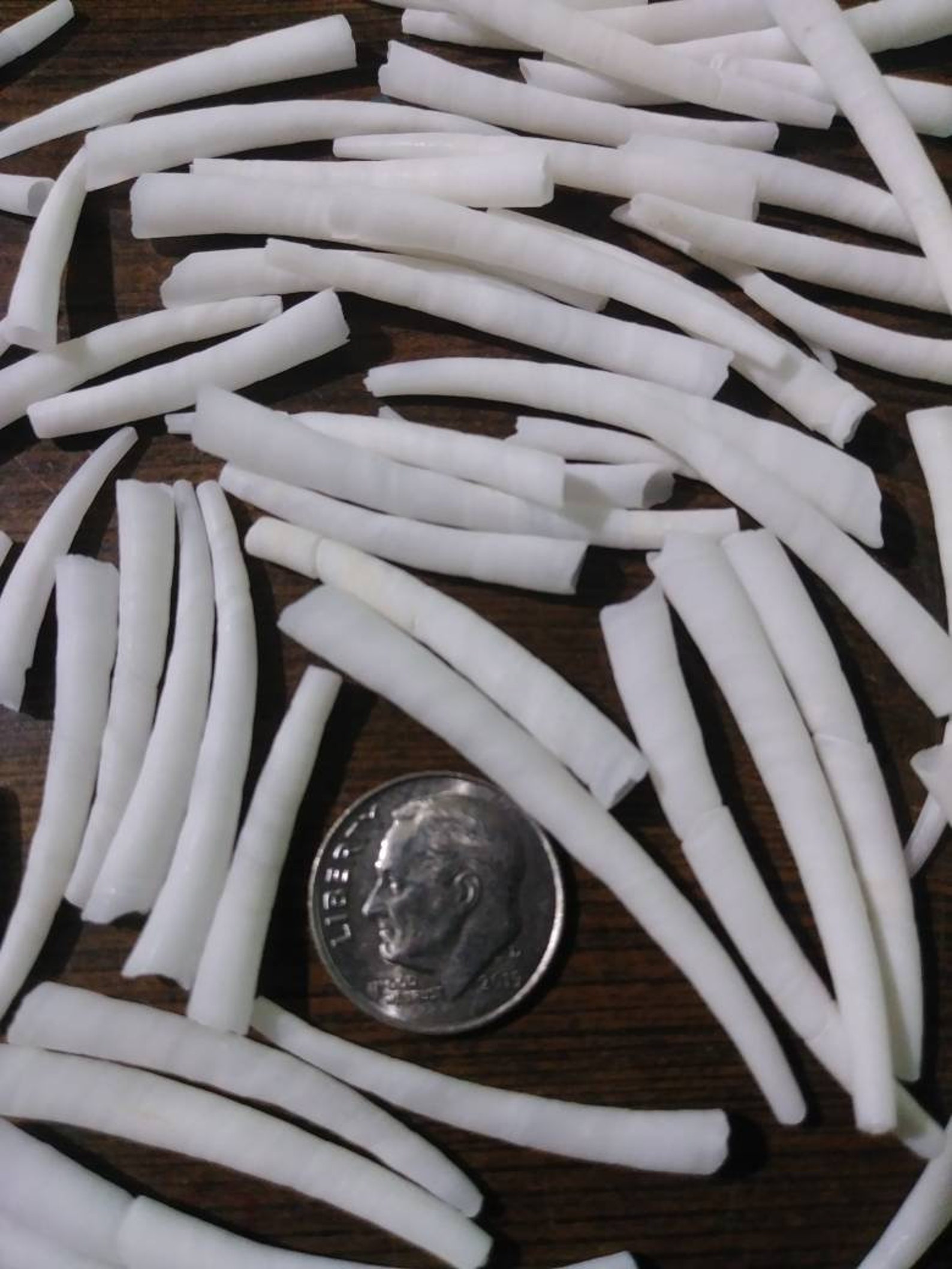 Dentalium Shell Smooth Large White Tusk Shell Mixed Sizes | Etsy