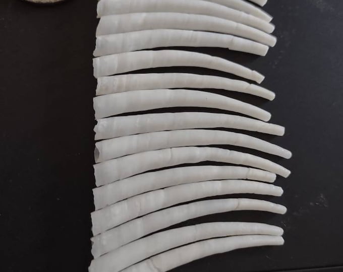 16 Oz 1 Lb Dentalium Shell 1.5-2 Smooth Large White Tusk Shell High ...