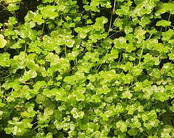 Hydrocotyle Tripartita Mini / Hydrocotyle Tripartita Sp. Japan / Mini ...