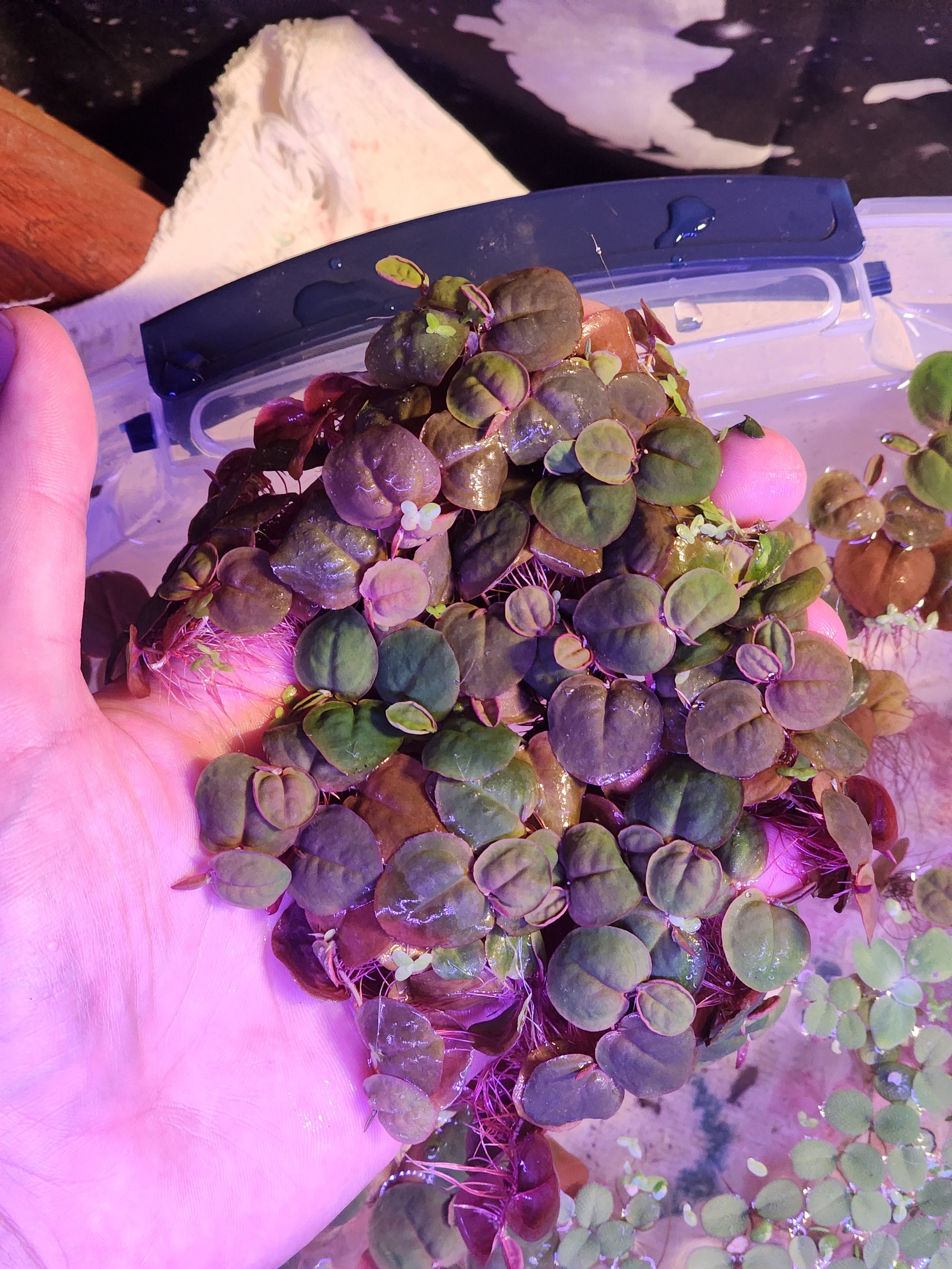 Floating Plant Combo Pack Red Root Floaters, Salvinia, Dwarf Water ...