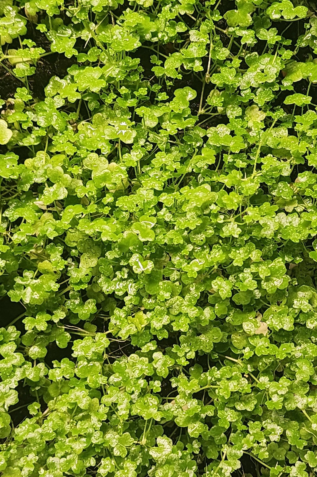 Hydrocotyle Tripartita Mini - Etsy