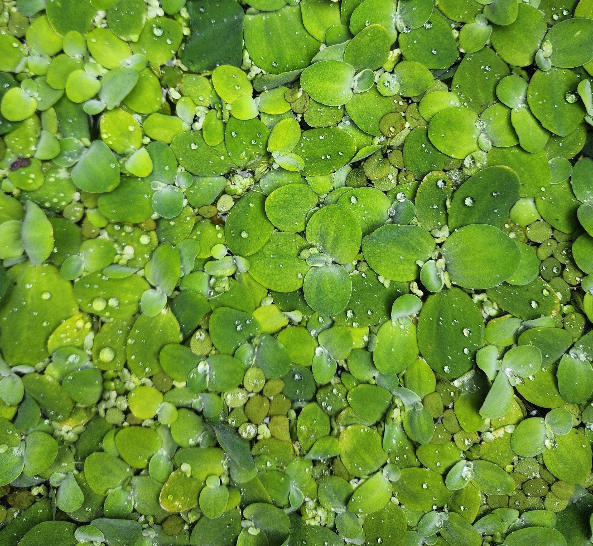 Floating Plant Combo Pack Red Root Floaters, Salvinia, Dwarf Water ...