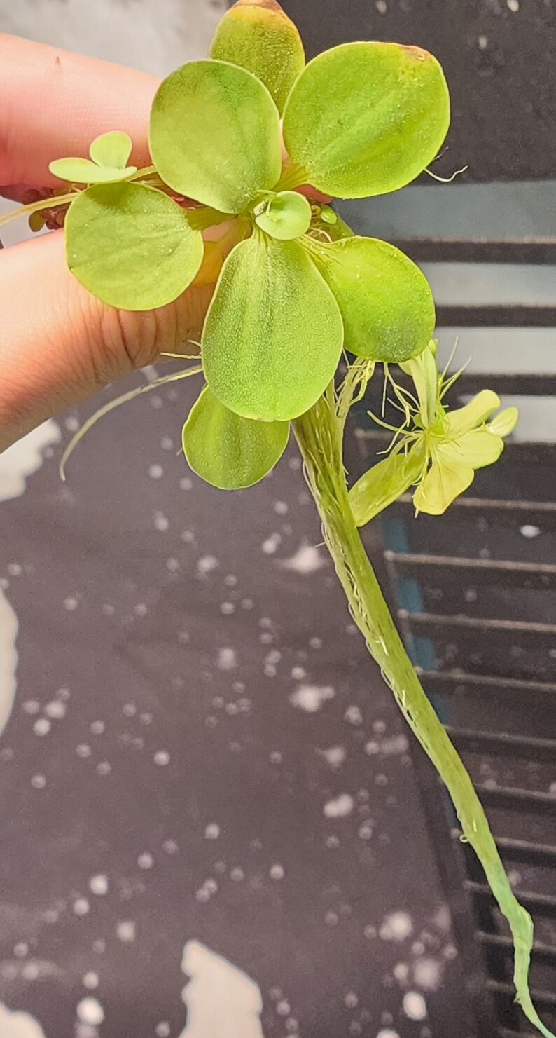 Dwarf Water Lettuce Large Bag - Etsy