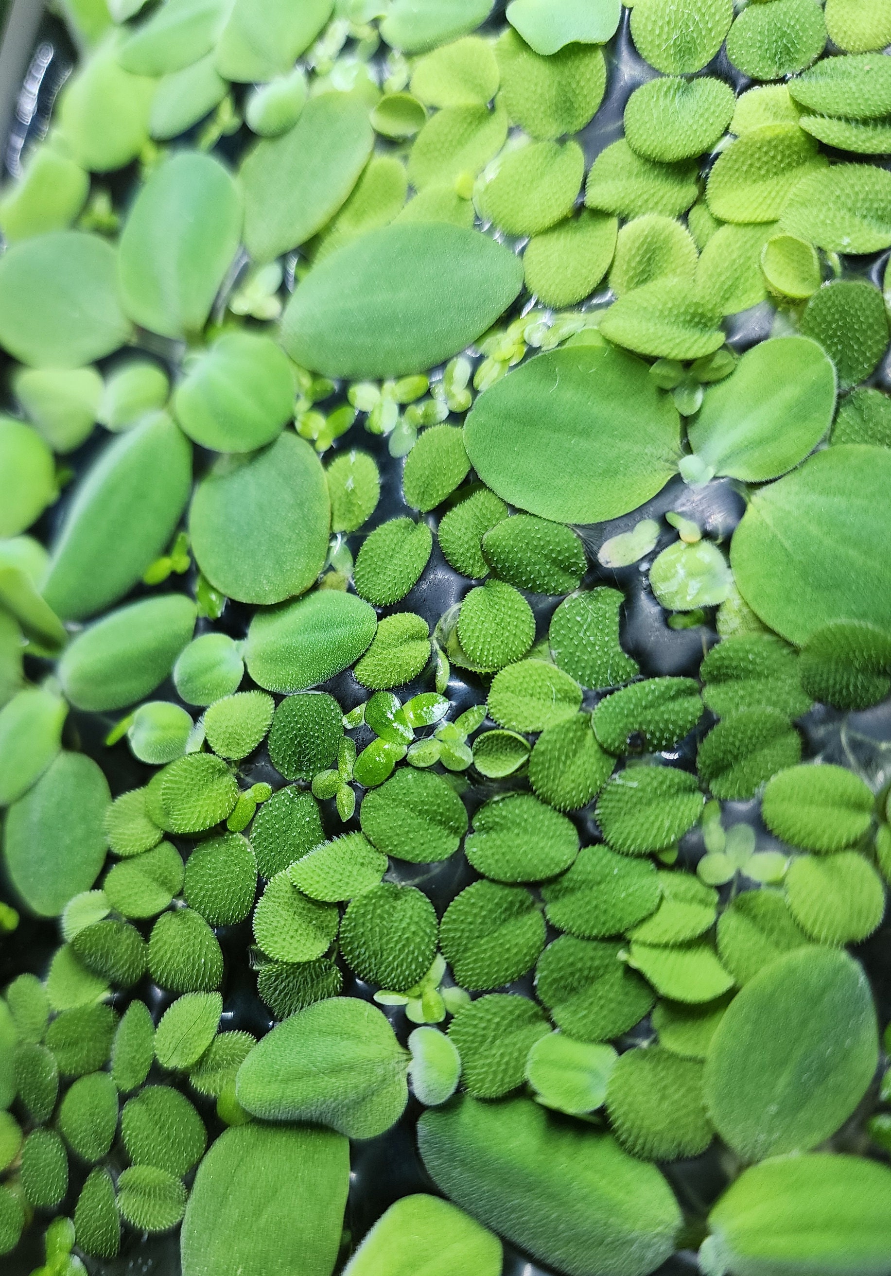 Floating Plant Combo Pack Red Root Floaters, Salvinia, Dwarf Water ...