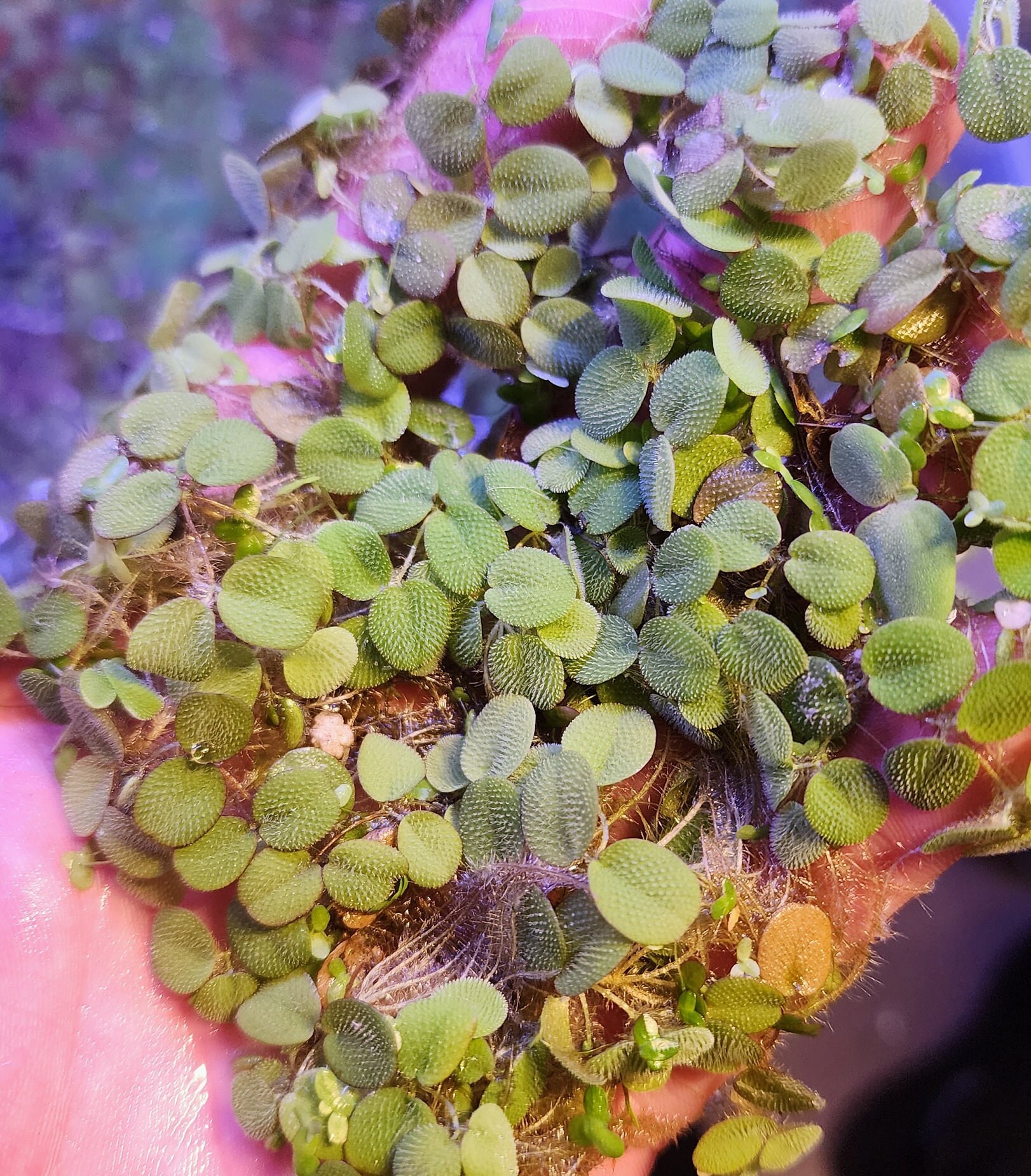 Floating Plant Combo Pack Red Root Floaters, Salvinia, Dwarf Water ...