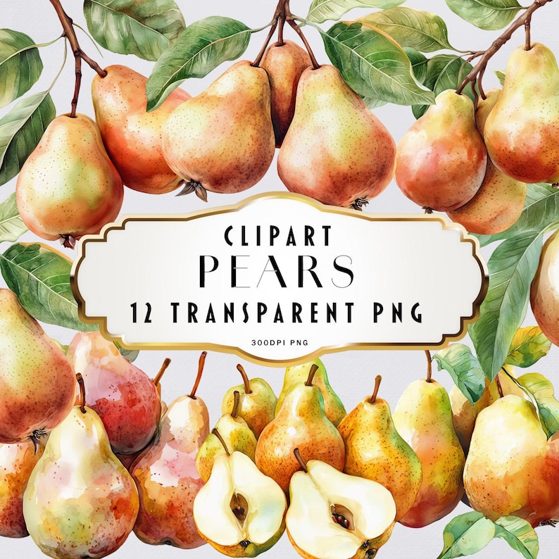 Watercolor Pear Clipart Pears Clip Art Summer Clip Art Pear Fruit ...