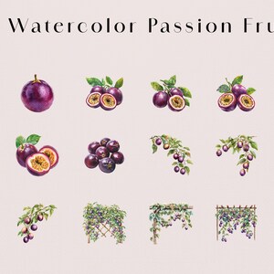 Watercolor Passion Fruit Clipart Tropical Fruit Clip Art Passionfruit ...