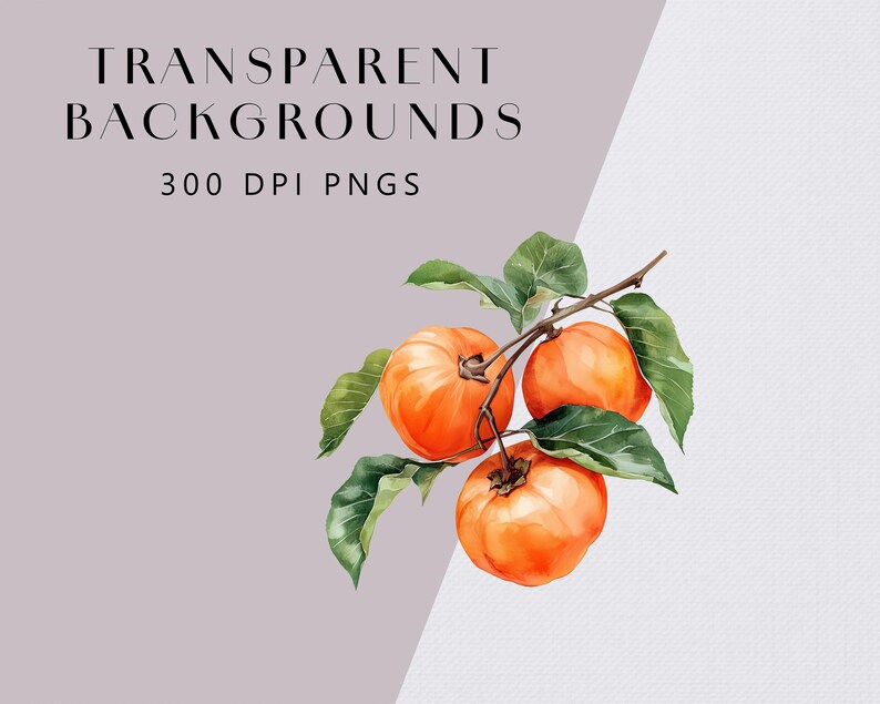 Watercolor Persimmon Clipart, Autumn Clip Art, Persimmon Clip Art Set ...