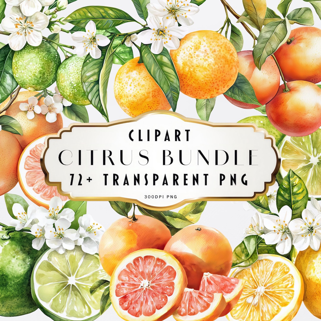 Citrus Watercolor Clipart PNG Bundle Orange Lemon Lime Yuzu Grapefruit ...