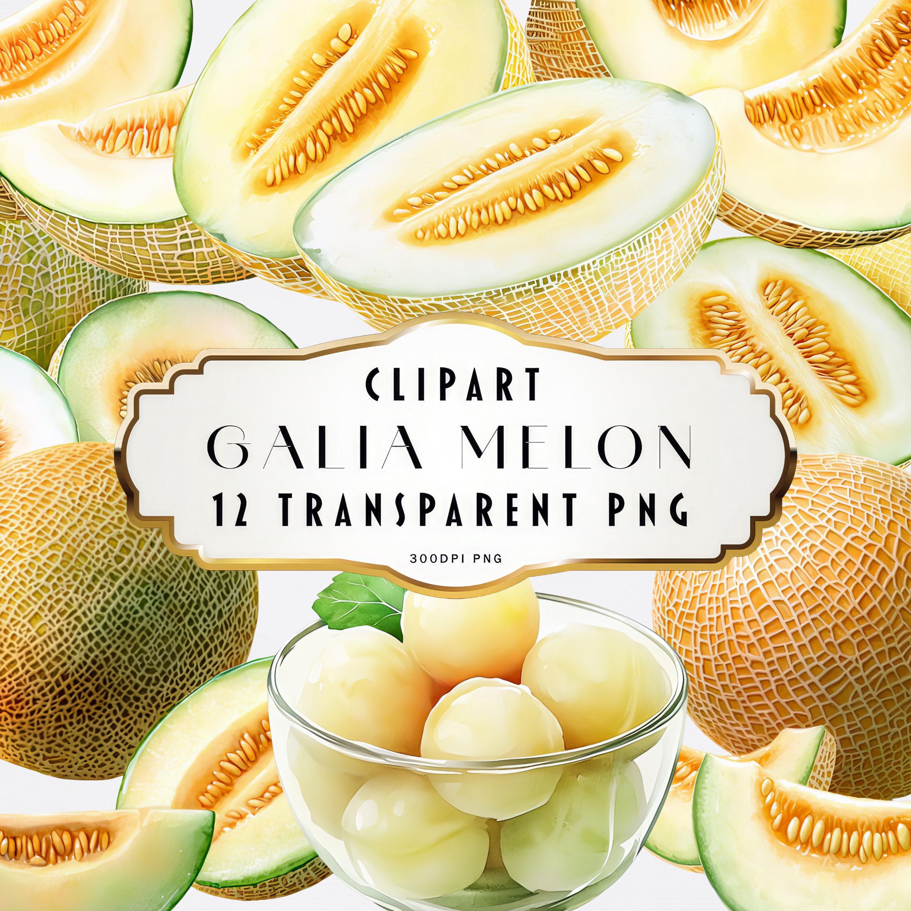 Watercolor Melon Clipart Bundle PNG Watermelon Cantaloupe Honeydew ...
