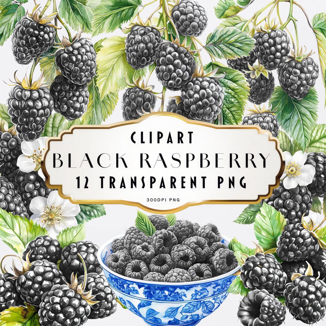 Watercolor Black Raspberry Clipart Summer Clipart Black Raspberries ...