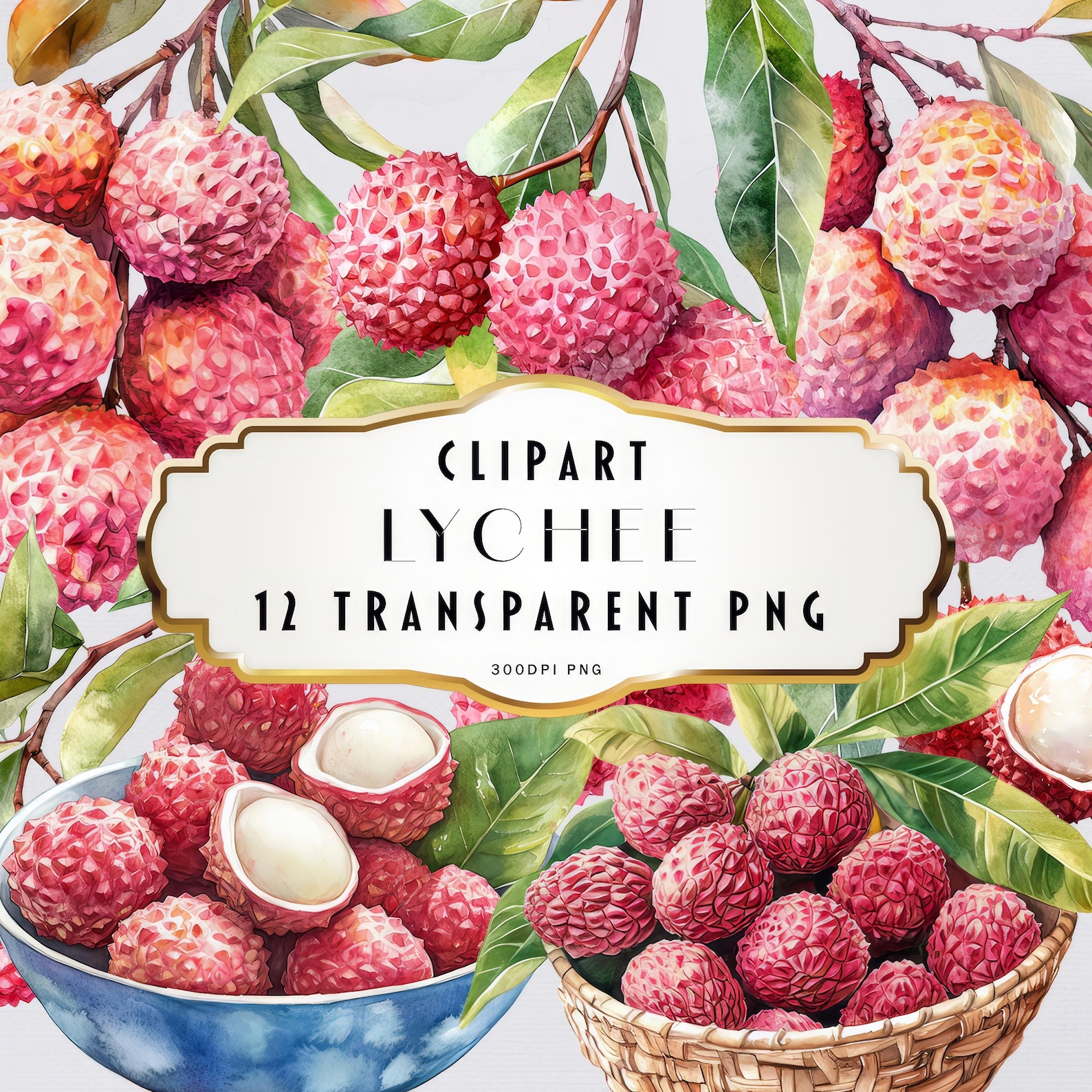 Watercolor Lychee Clipart Fruit Clip Art Tropical Fruit Clipart Exotic ...