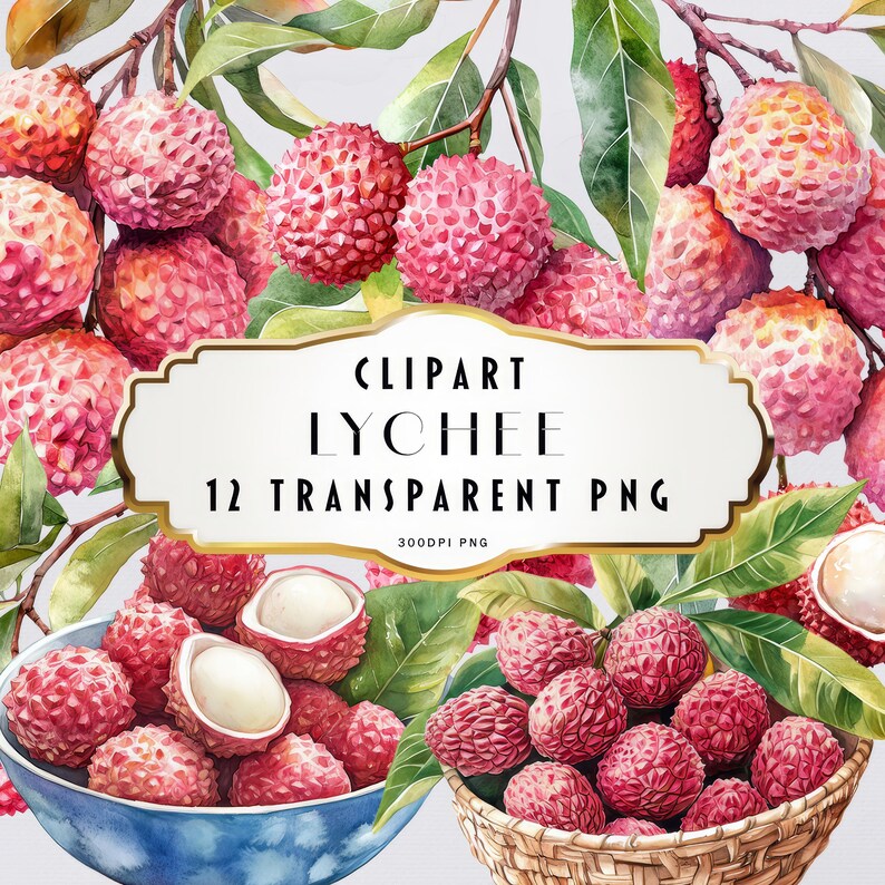 Watercolor Lychee Clipart Fruit Clip Art Tropical Fruit Clipart Exotic ...