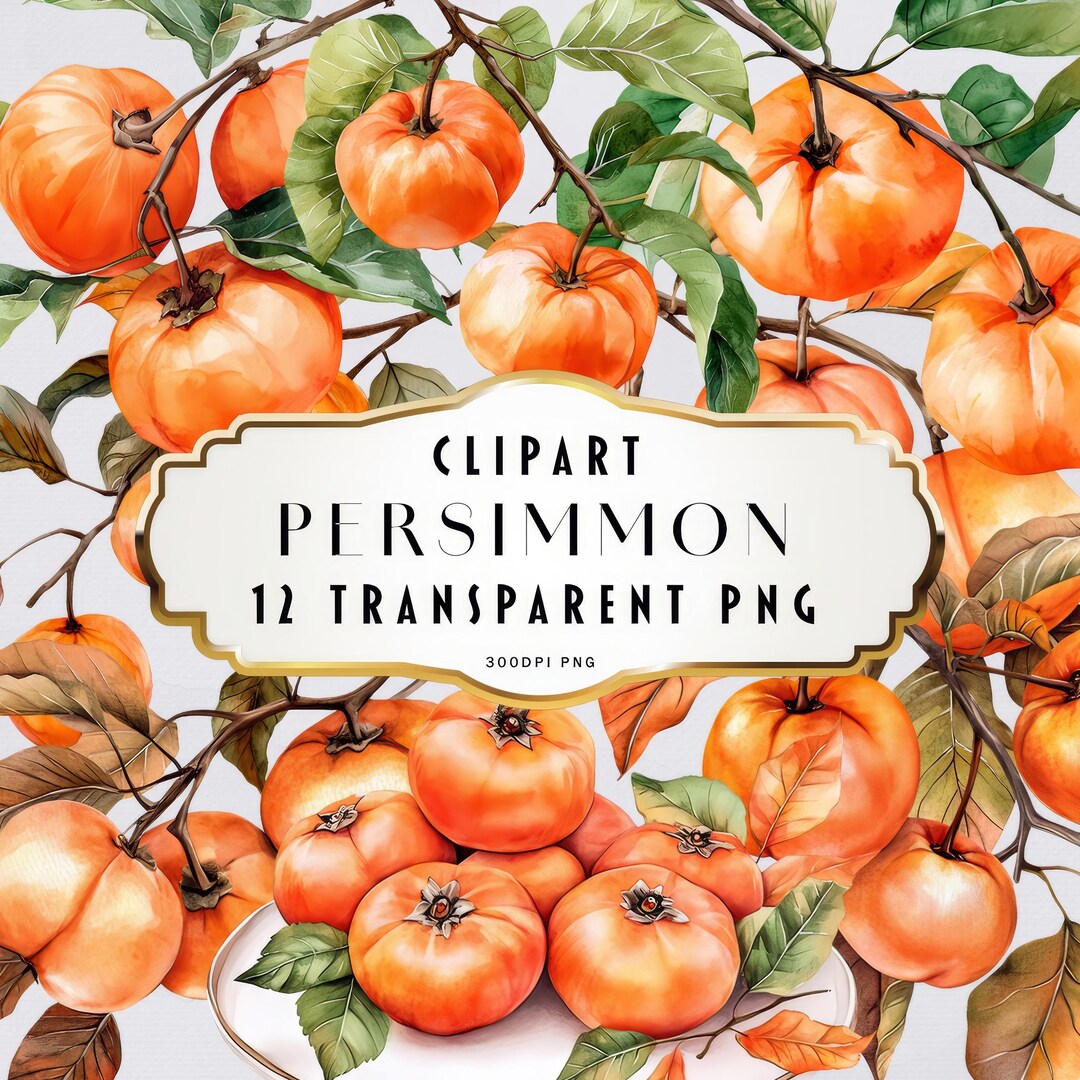 Watercolor Persimmon Clipart, Autumn Clip Art, Persimmon Clip Art Set ...