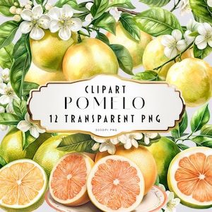 Watercolor Pomelo Clipart Pomelo Fruit Clip Art Citrus Fruit Floral ...