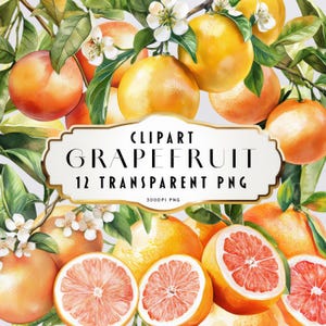 Watercolor Grapefruit Clipart Fruit Clip Art Summer Clip Art Floral Clipart Citrus Clipart ...