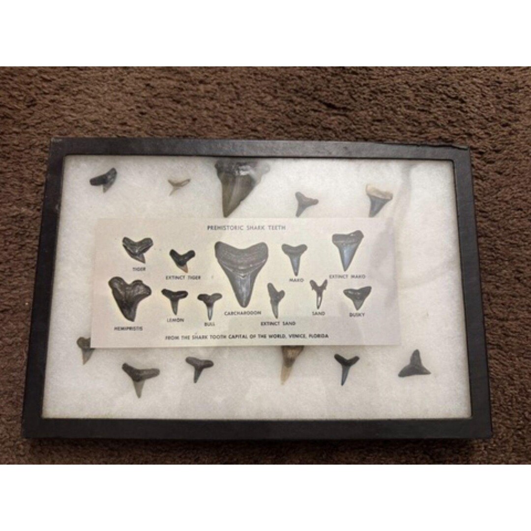 Vintage Fossil Shark Teeth Set 11pc Riker Display Tiger, Mako ...