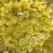 Freeze Dried ORGANIC GREEN GRAPE Halves Healthy Freeze Dried Fruit ...