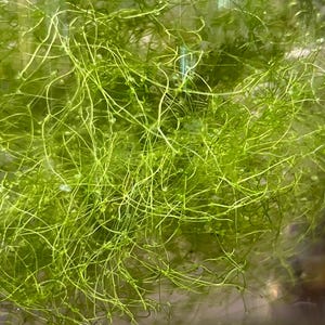 Aquatic Bladderwort Utricularia Gibba Carnivorous Plant 4-6 Strand - Etsy