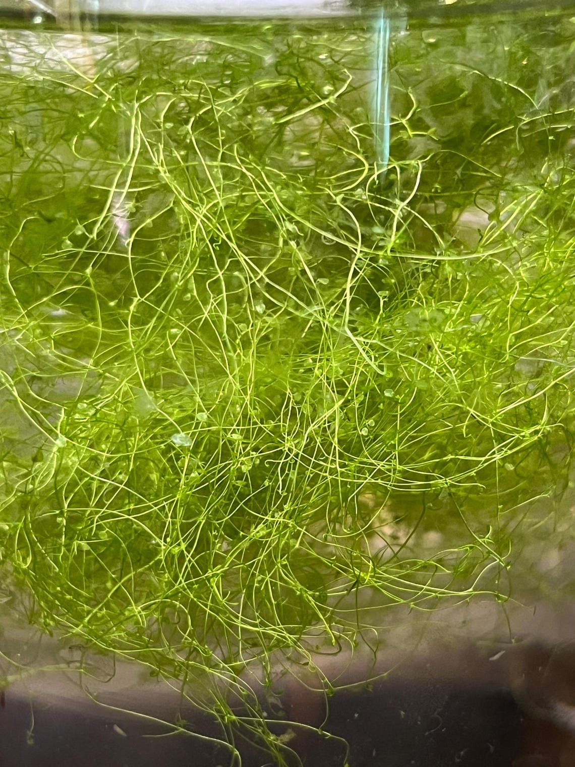 Aquatic Bladderwort Utricularia Gibba Carnivorous Plant 4-6 Strand - Etsy